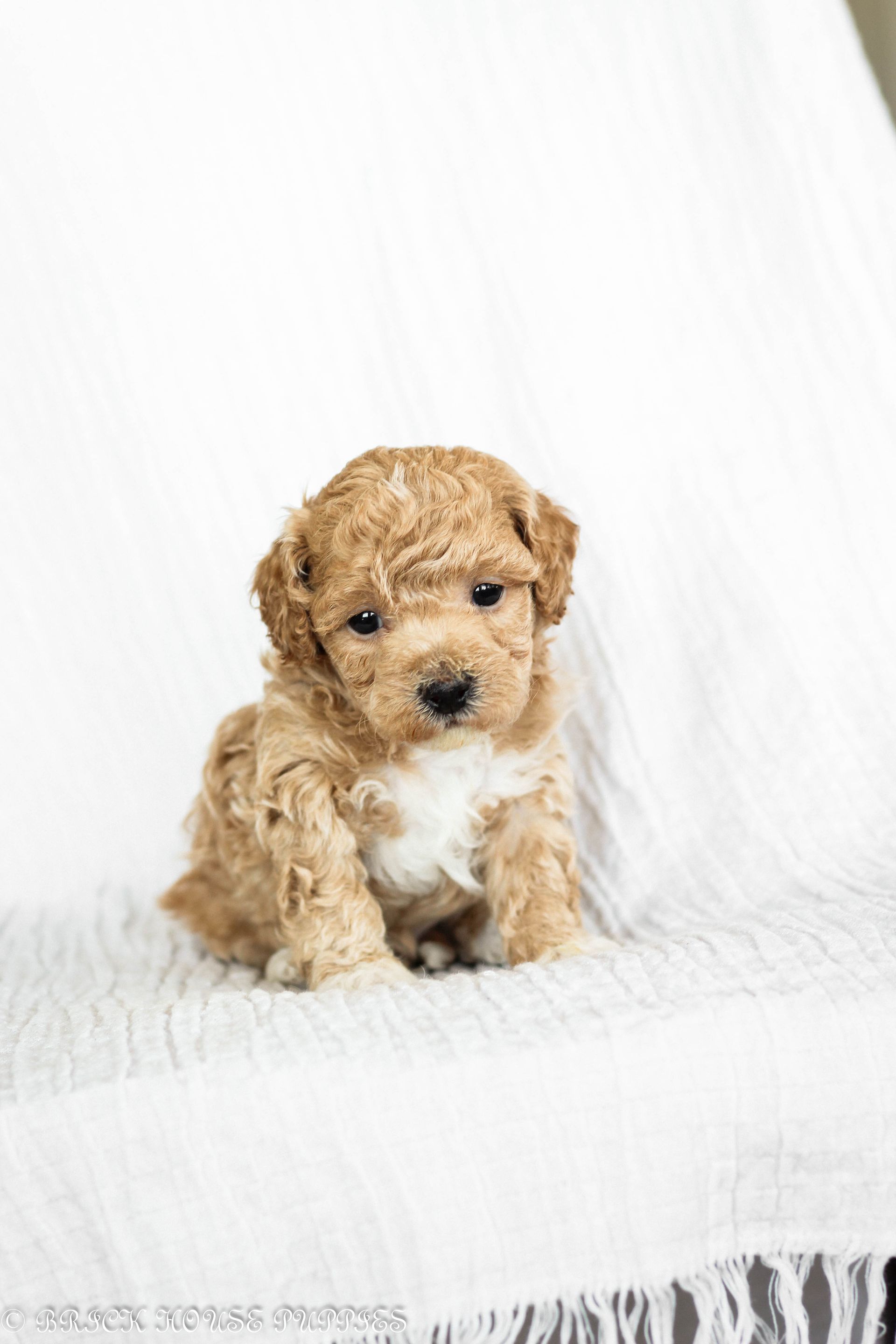 Brick House Puppies | Poochon | Poochon Puppies