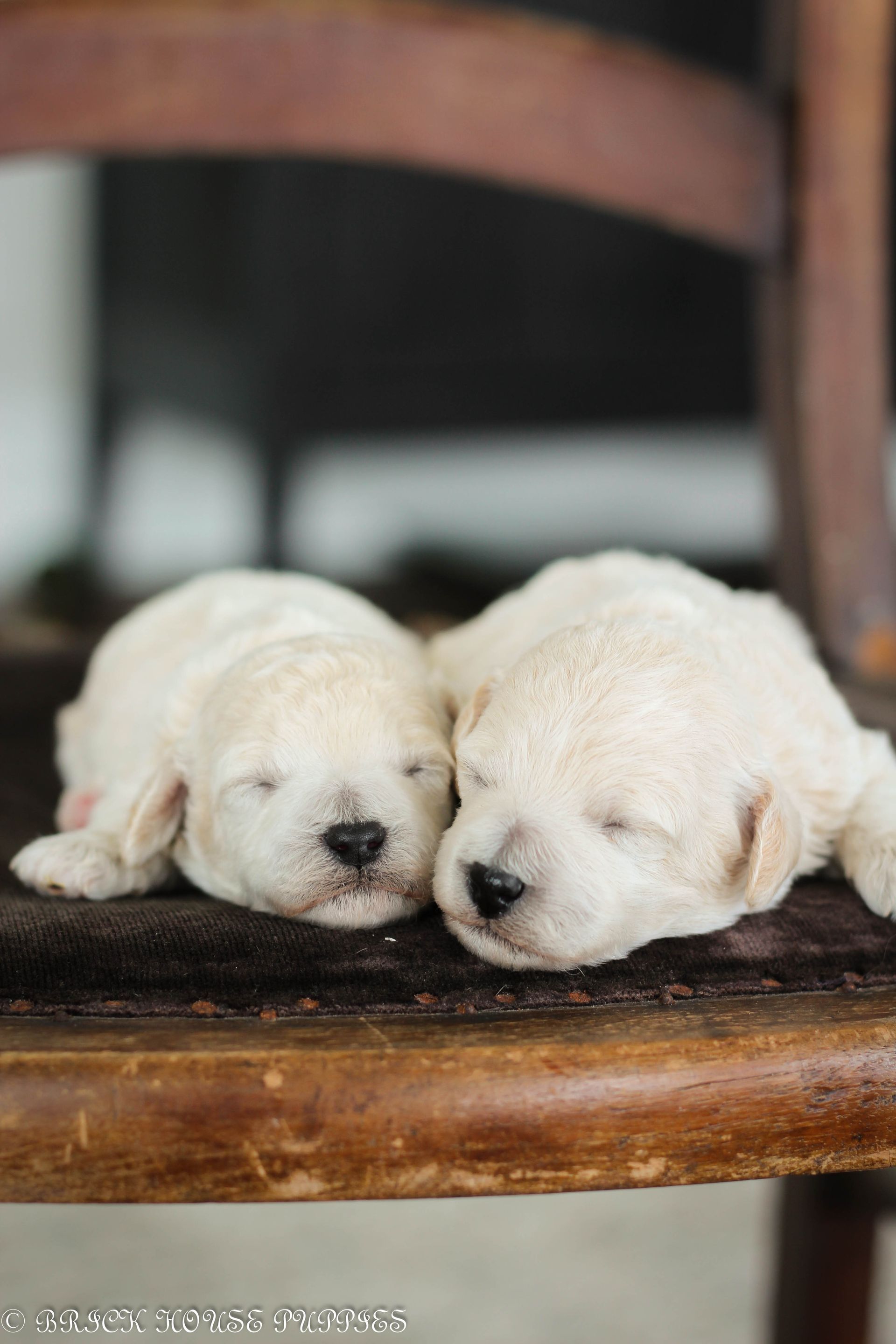 Brick House Puppies | Poochon | Poochon Puppies