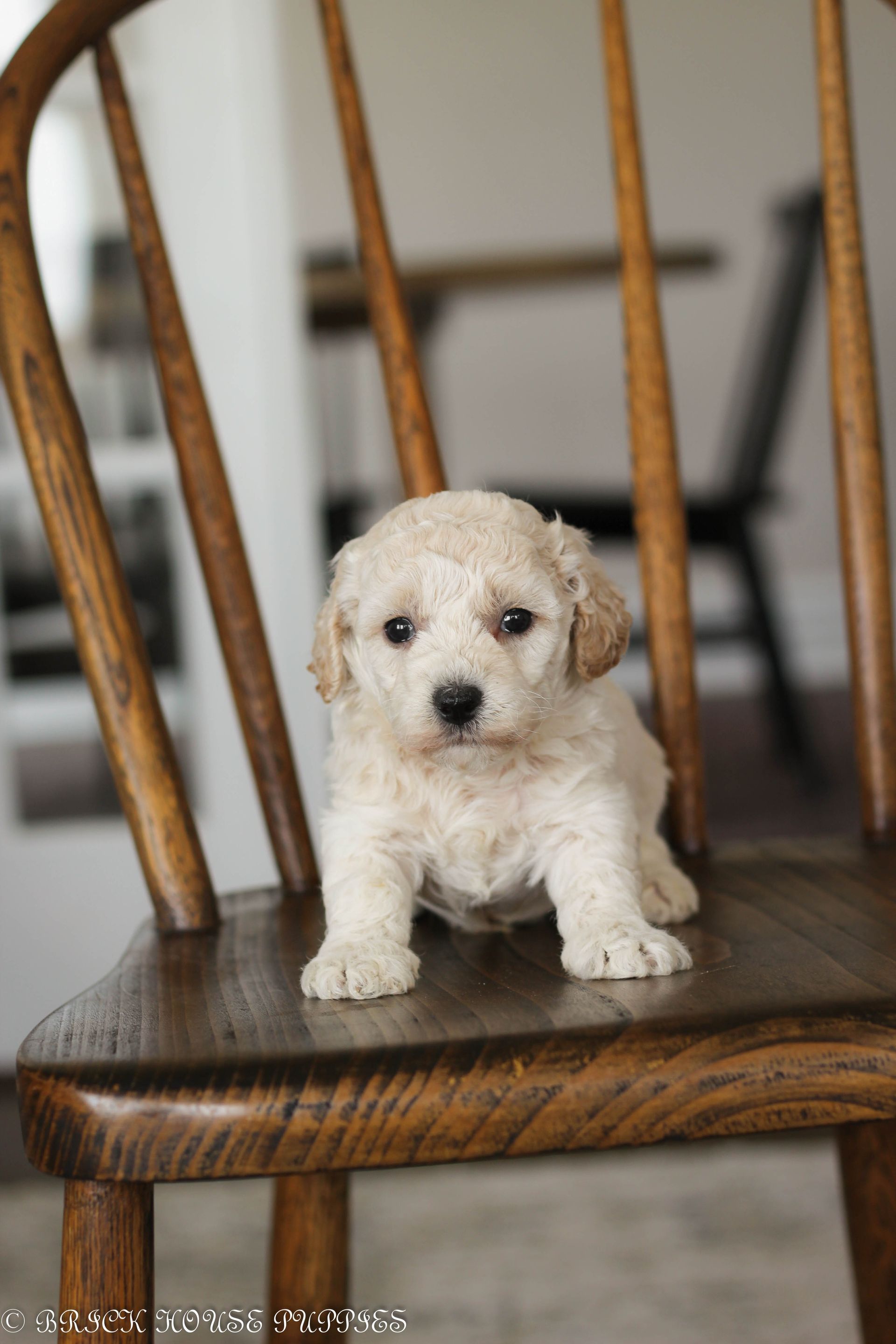 Brick House Puppies | Poochon | Poochon Puppies