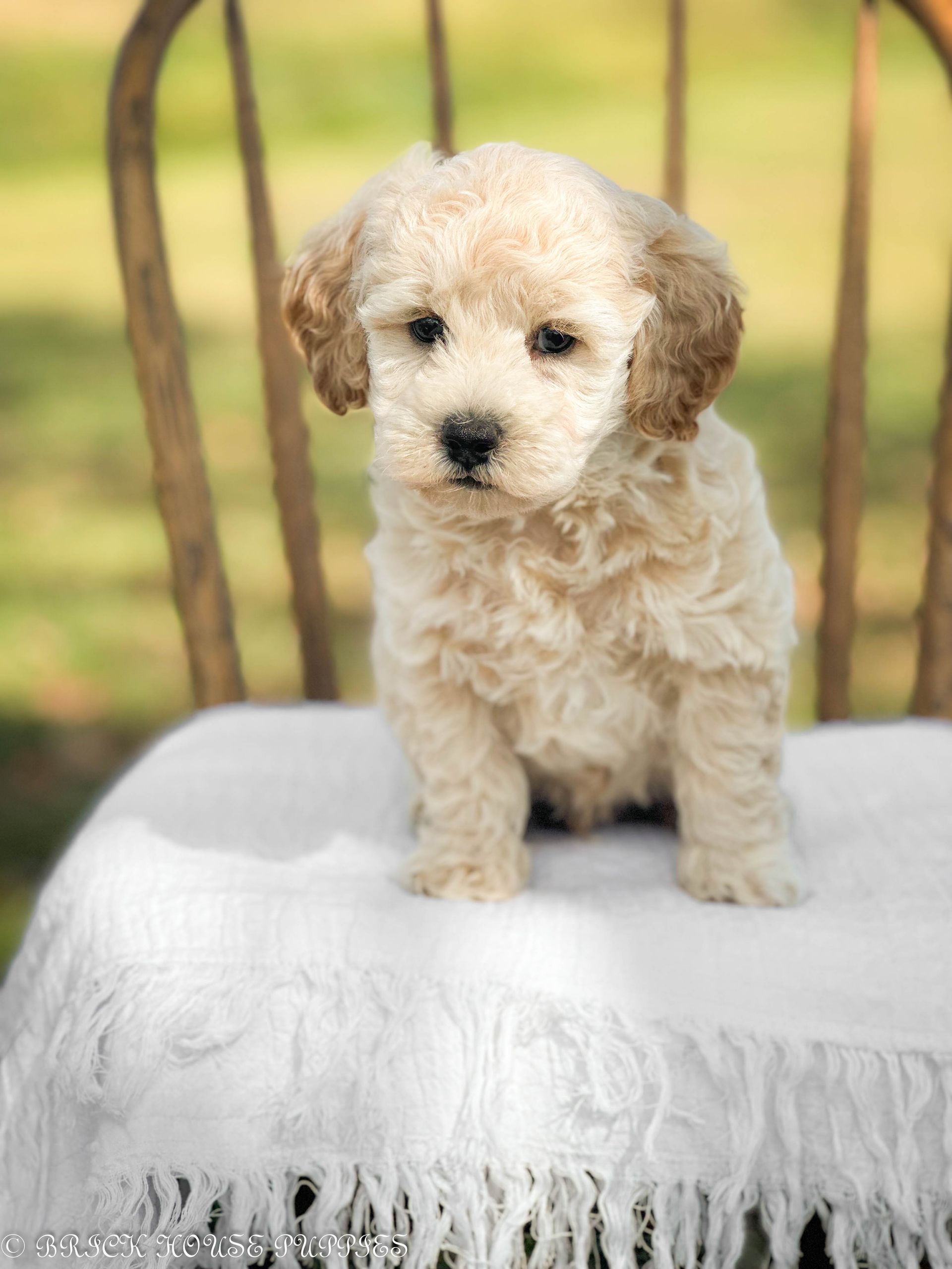 Brick House Puppies | Poochon | Poochon Puppies