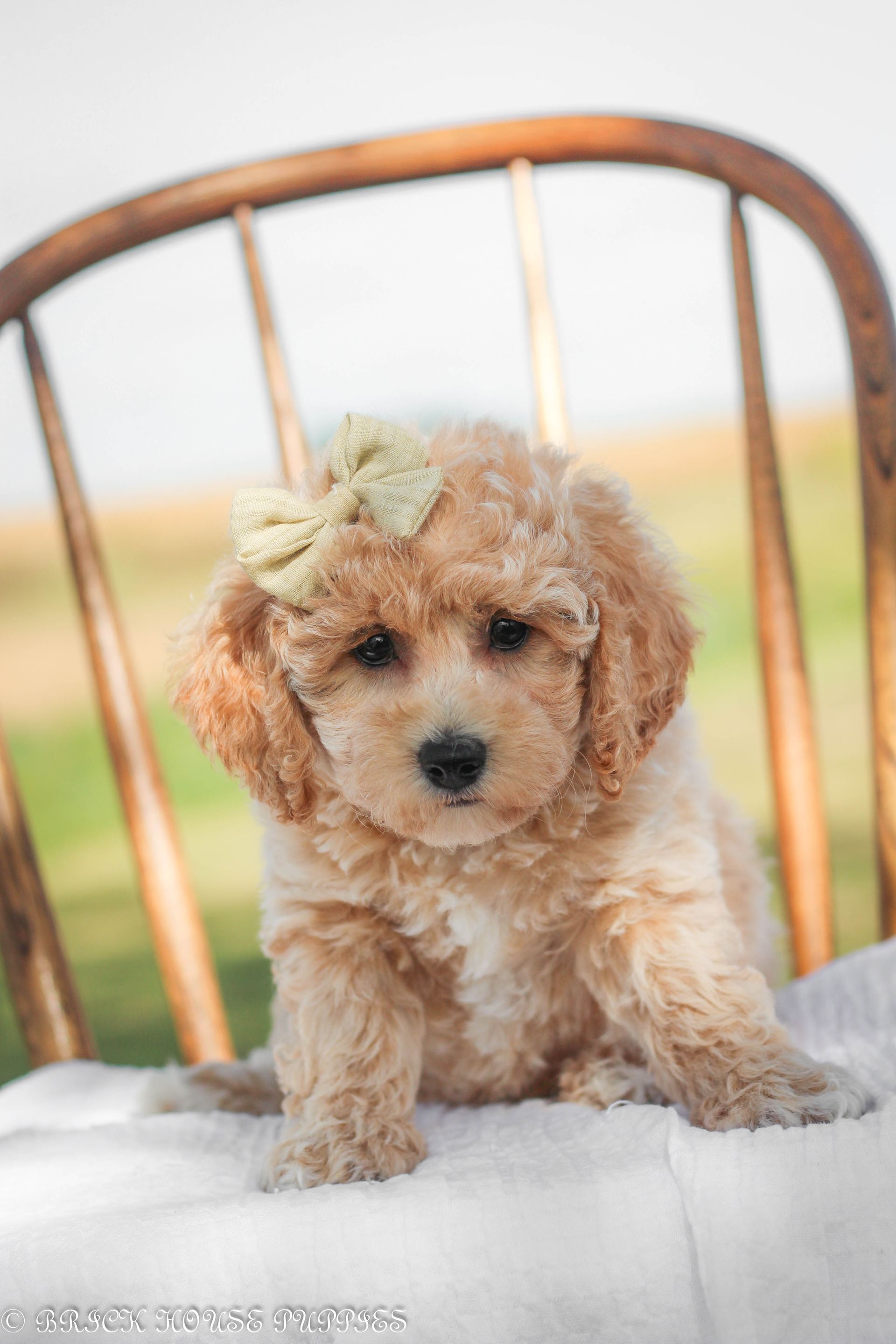 Brick House Puppies | Poochon | Poochon Puppies