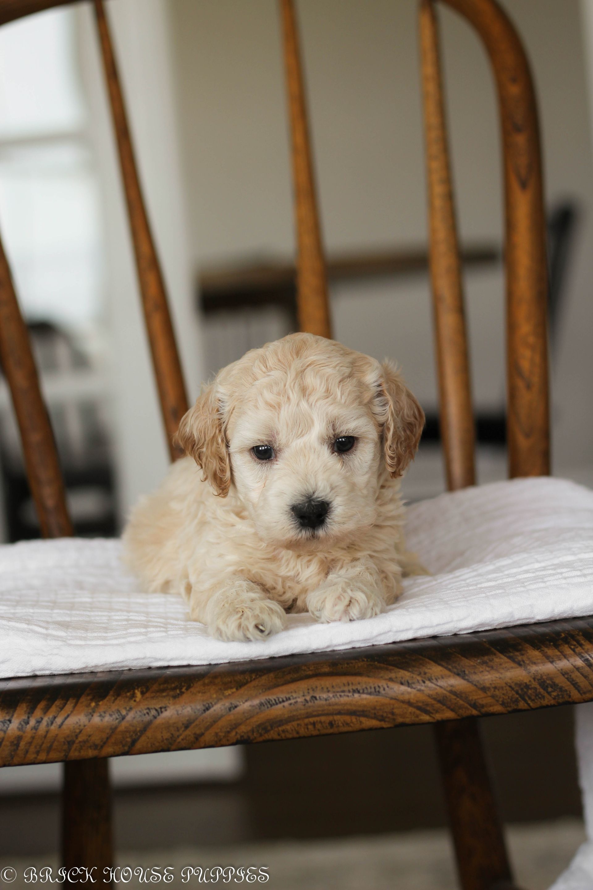 Brick House Puppies | Poochon | Poochon Puppies