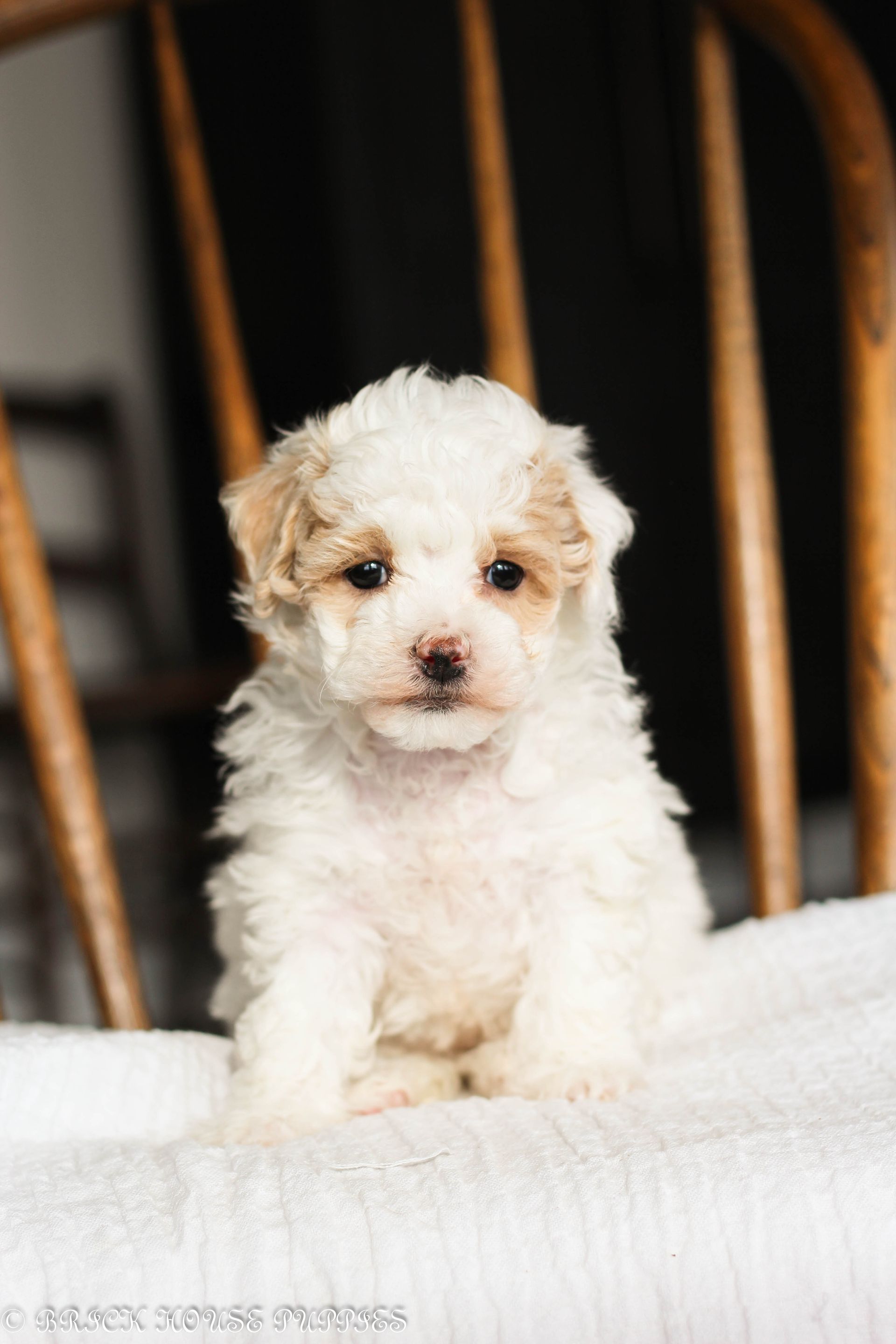 Brick House Puppies | Poochon | Poochon Puppies