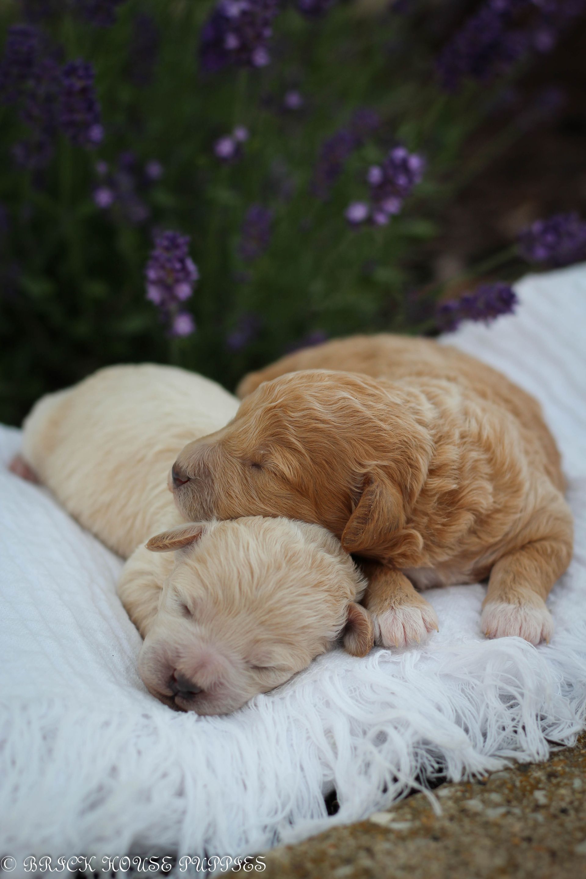 Brick House Puppies | Poochon | Poochon Puppies