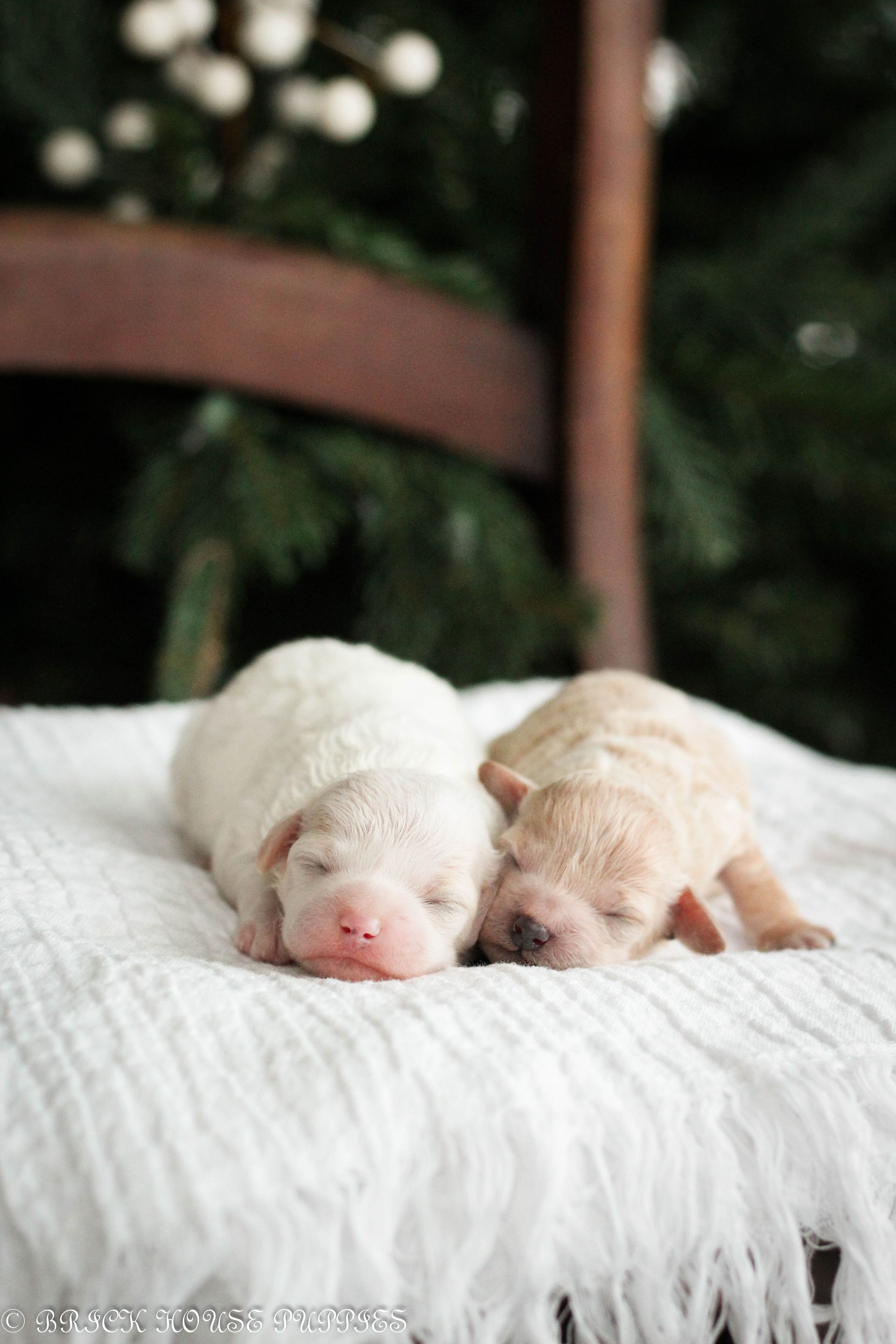 Brick House Puppies | Poochon | Poochon Puppies
