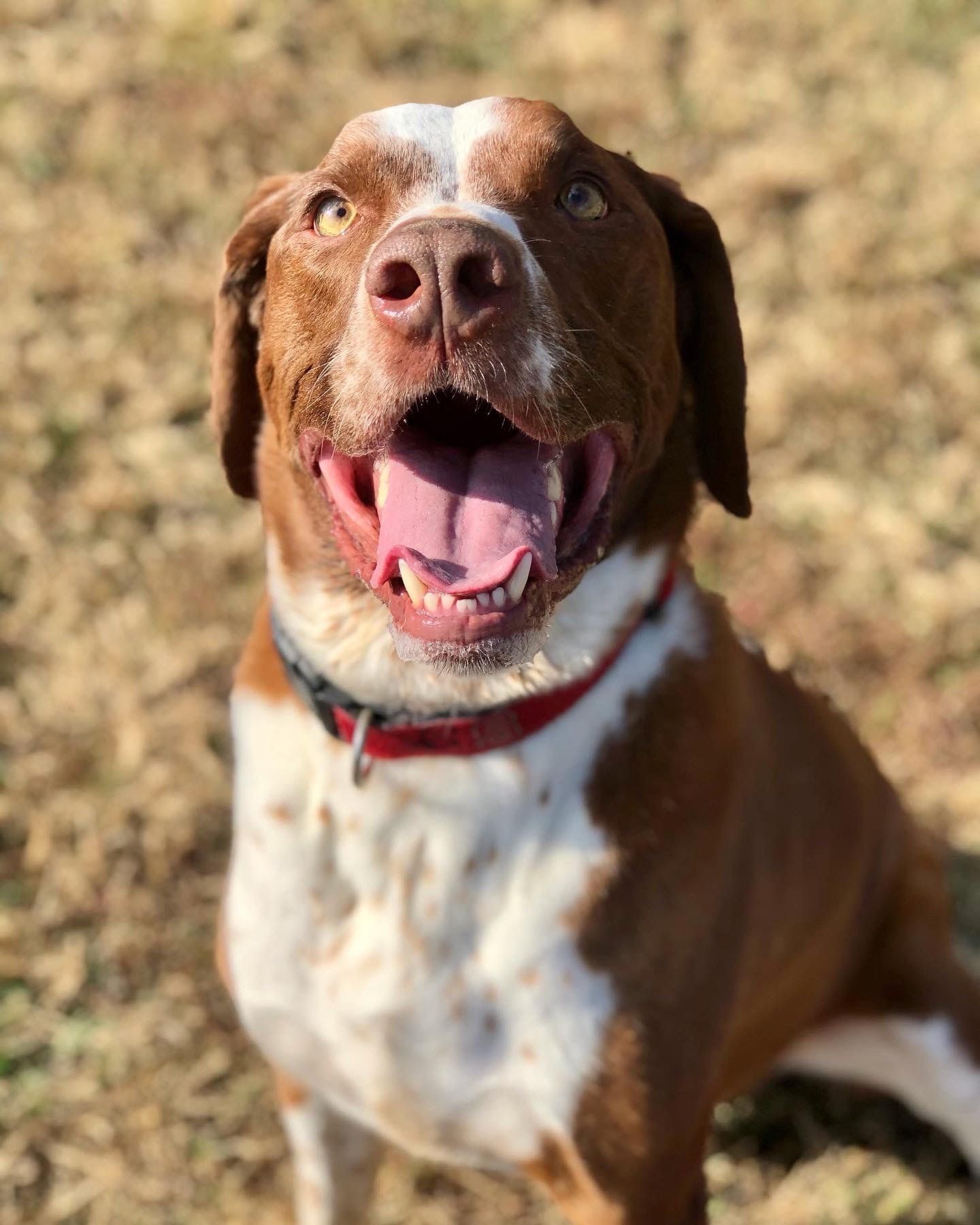 Pet Daycare | Harrisburg, NC | Wyolina Kennels