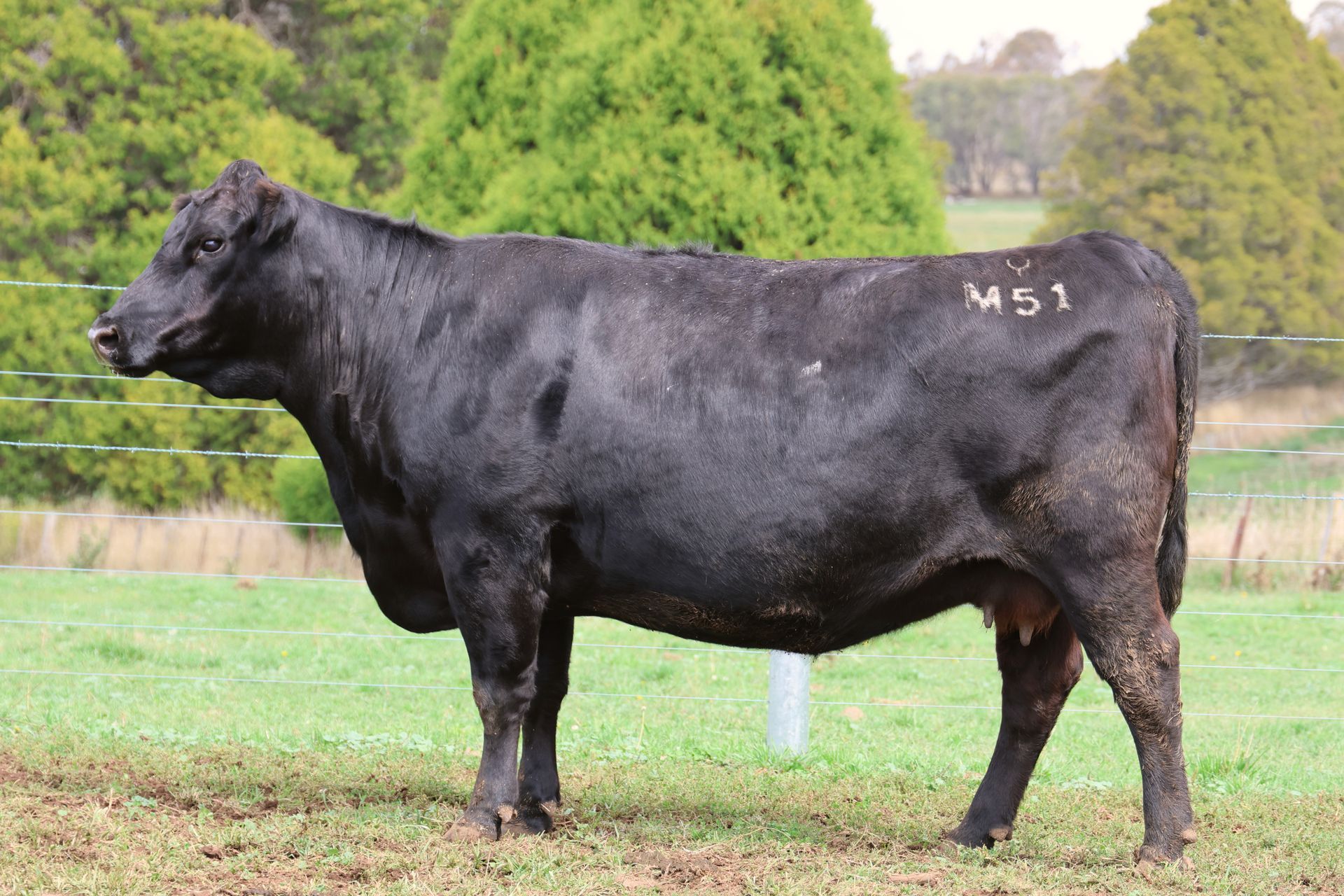 Female Sale | Bald Blair Angus