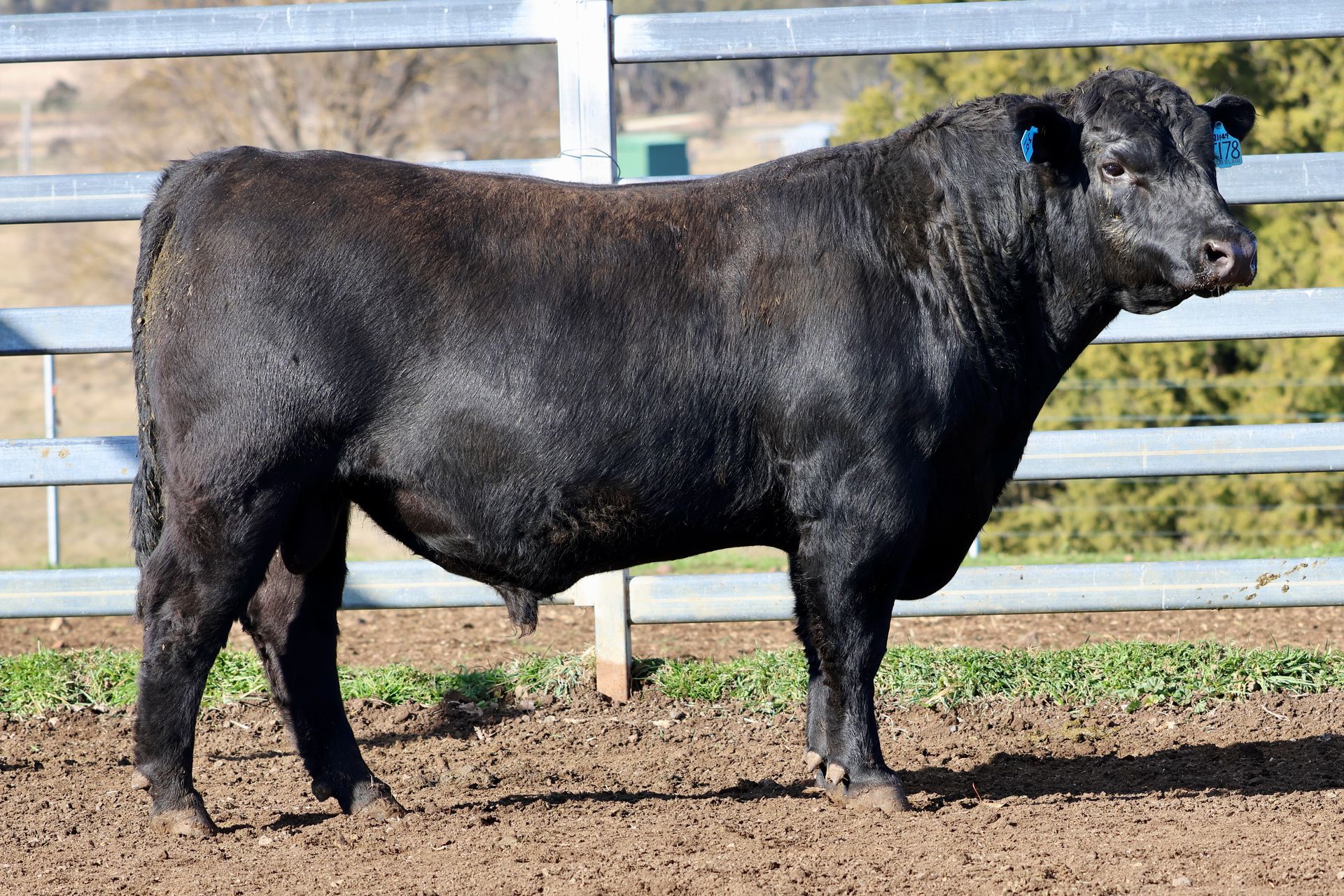 Bull Sale | Bald Blair Angus