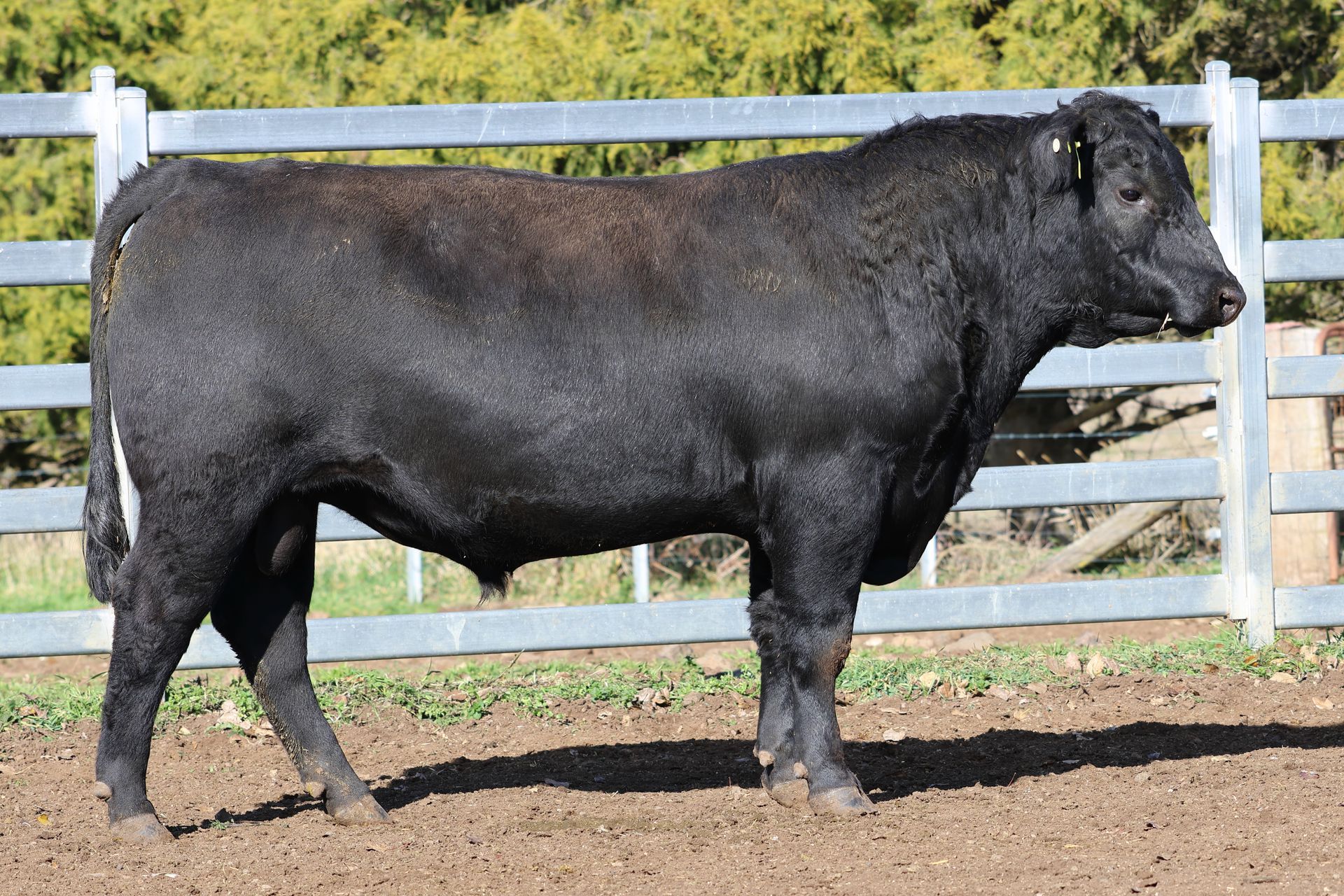 Bull Sale | Bald Blair Angus