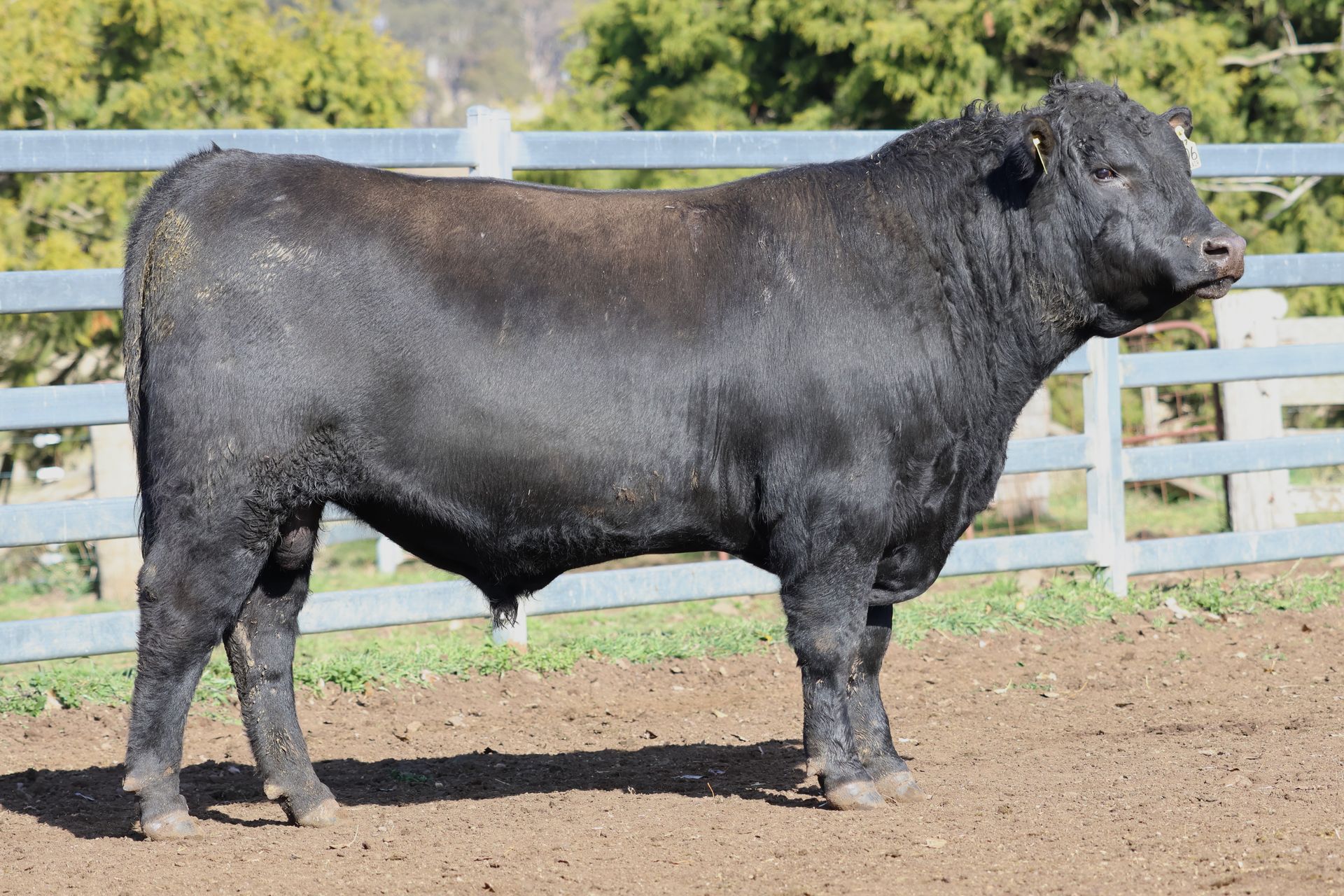 Bull Sale | Bald Blair Angus