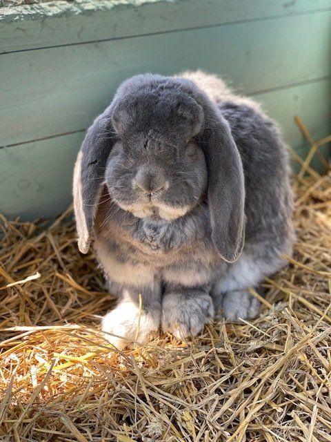 Goat, Giant Bunny & Sheep Experiences - Walk and Play with Pygmy Goats