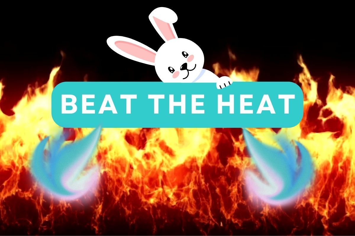 Keeping Your Rabbit Cool in the Summer