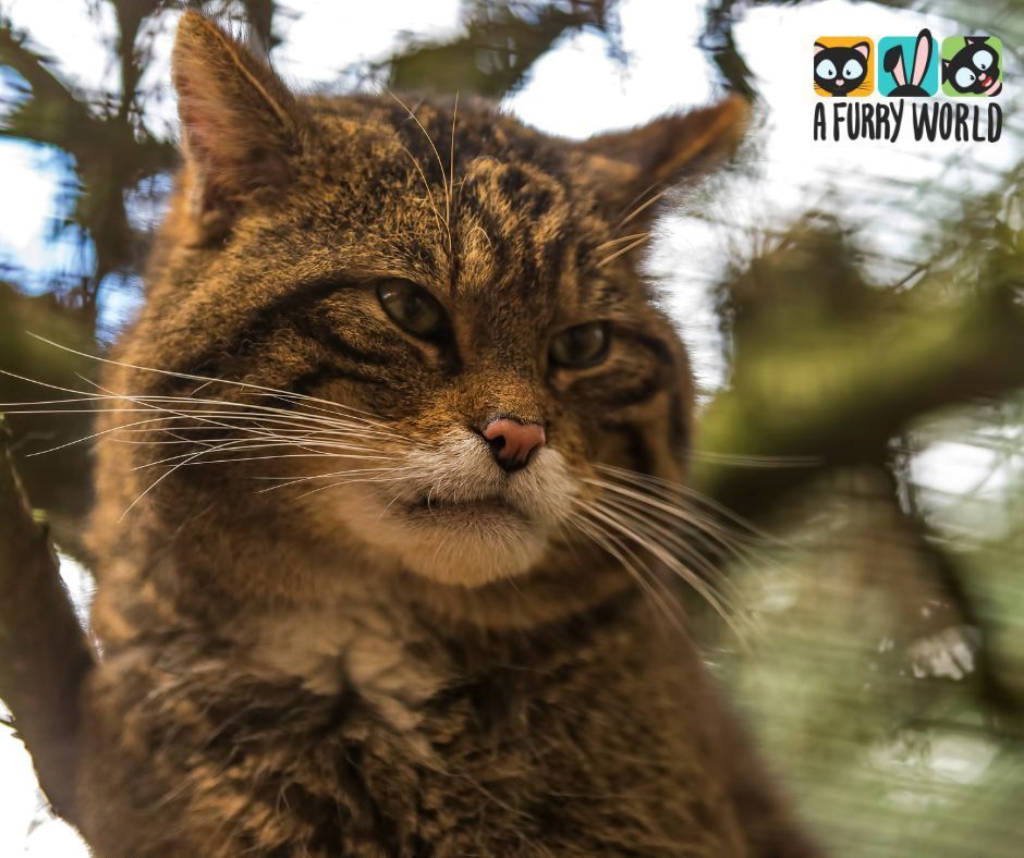 Scottish Wildcat