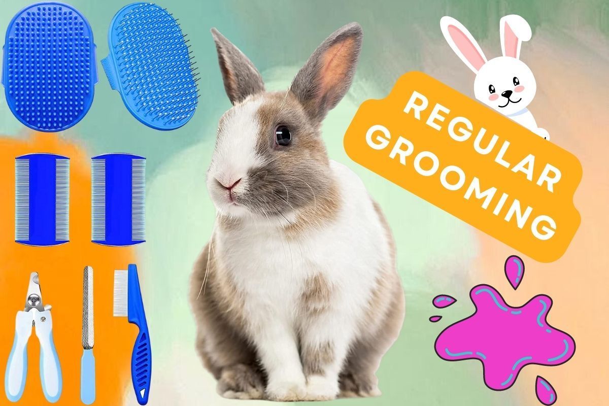 Keeping Your Rabbit Cool in the Summer