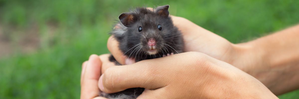 How to Tame and Handle my new hamster