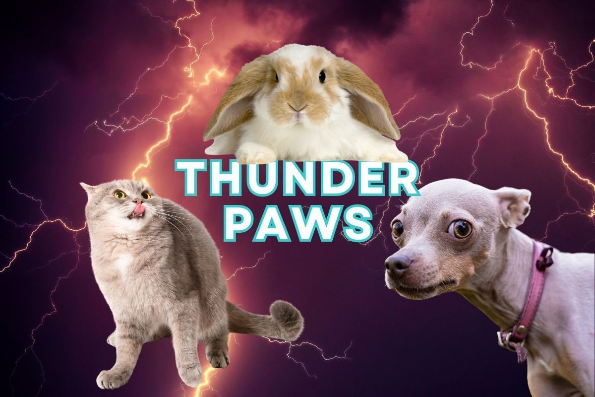 Pets and Thunderstorms