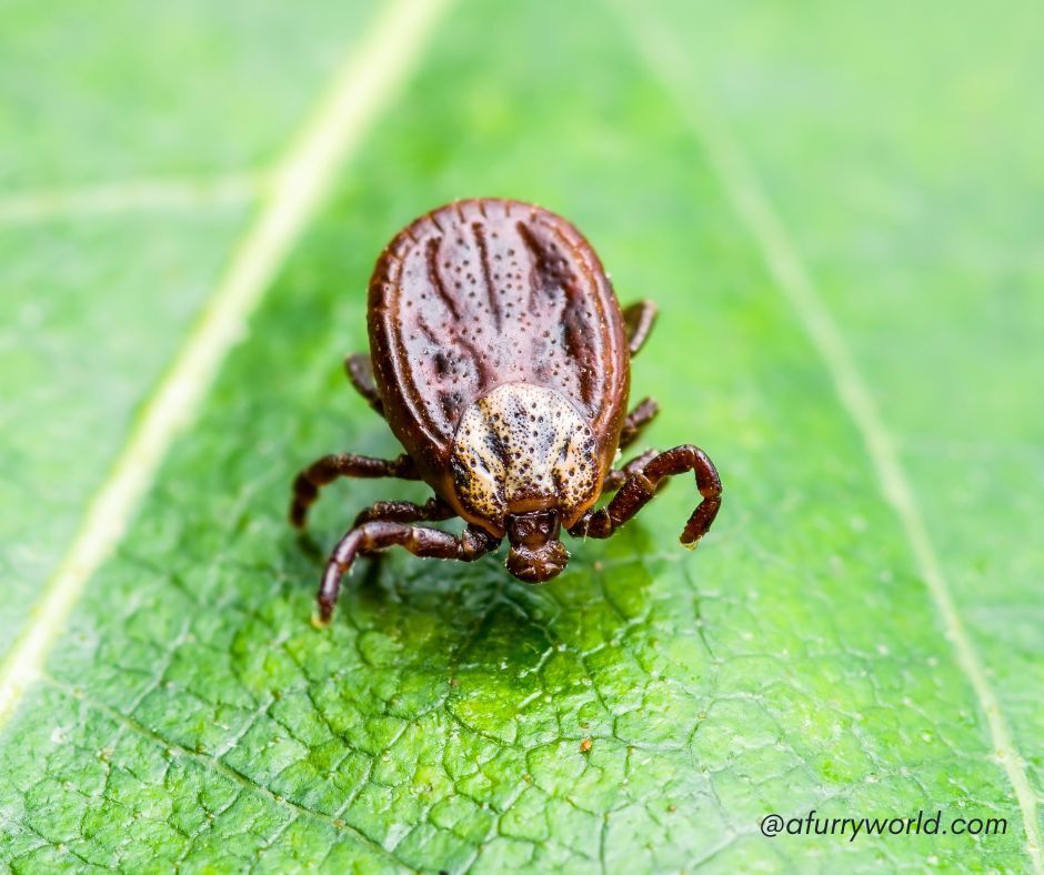 How do you remove a tick that is embedded from my cat or dog