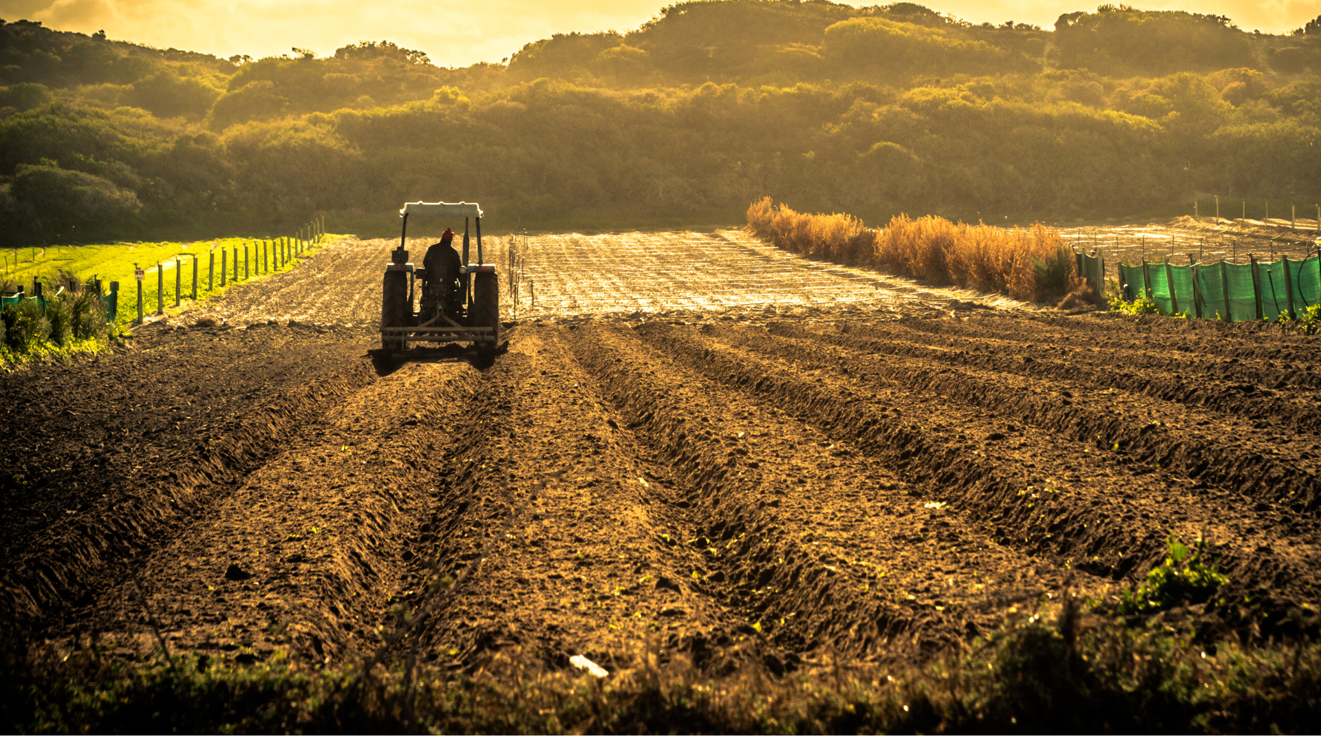 High-Quality Tiller Blades | Clean Cutter Flail & Tiller Blades