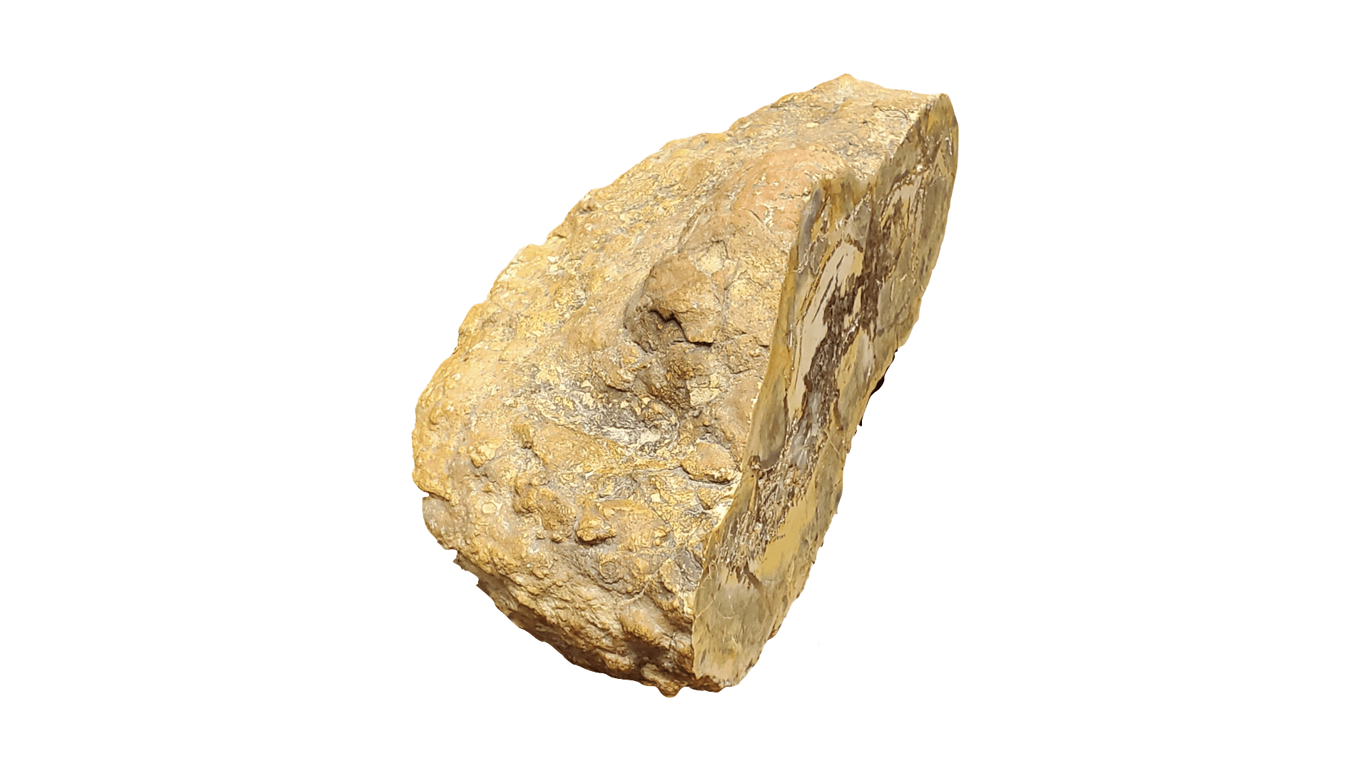NEW FOSSIL – Behemoth Coprolite!