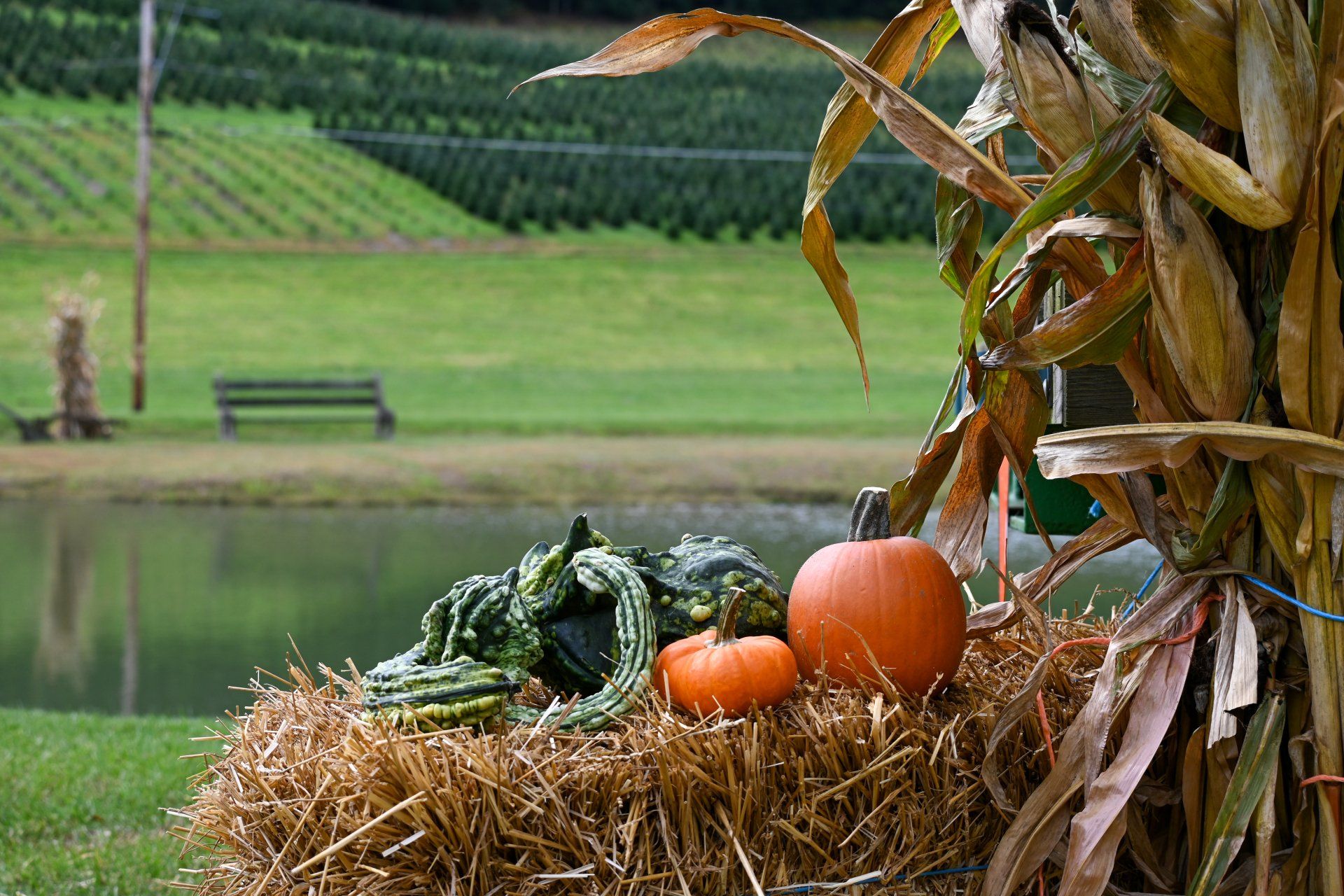 Old Homestead Tree Farm | Find Your Perfect Tree