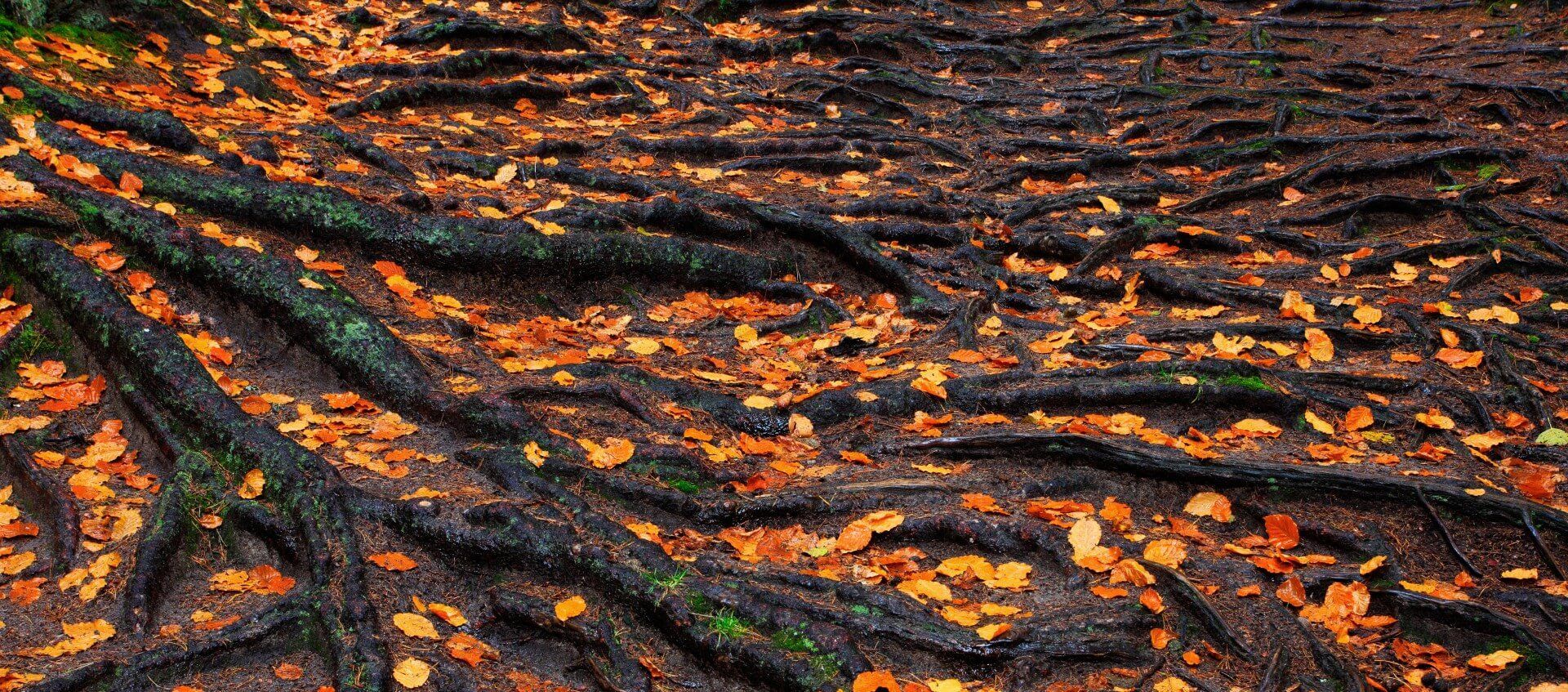 How to Care for and Manage Tree Roots