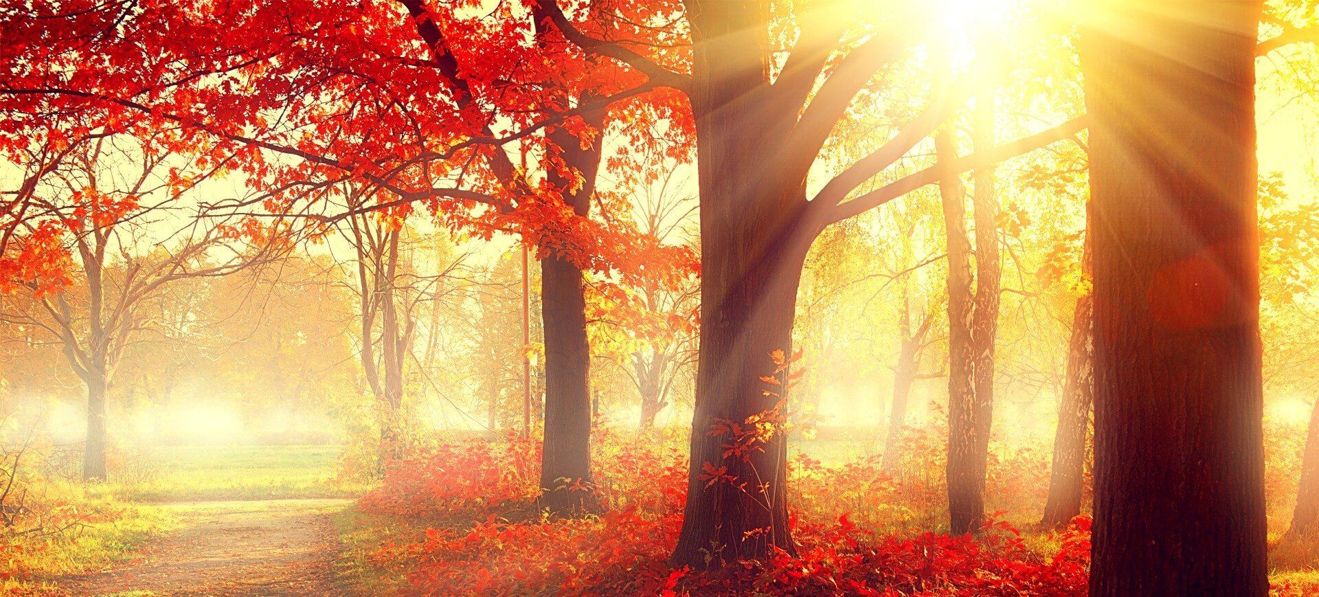 How Weather Easily Affects Tree & Terrain Life In Kanata, Ontario