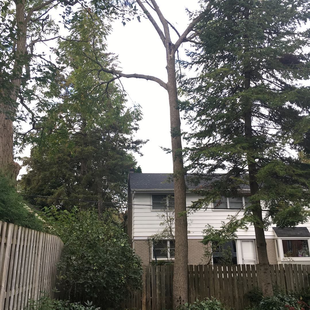 5 Signs It’s Time To Remove A Tree