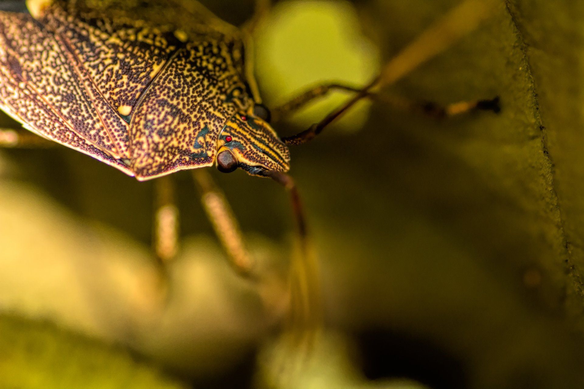 Tips On Getting Rid Of Stink Bugs | Eyring Pest Control Services