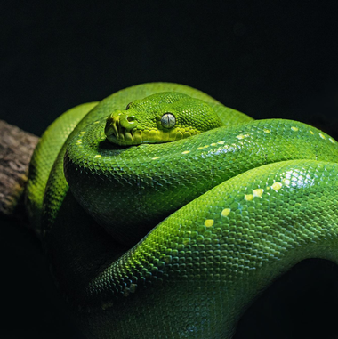 Victory Lighting Made For Reptiles Lamps