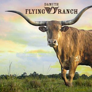 Damuth Flying D Ranch | Longhorn Beef for Over 150 Years