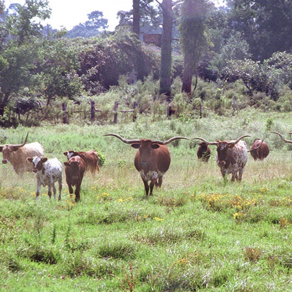 Damuth Flying D Ranch | Longhorn Beef for Over 150 Years
