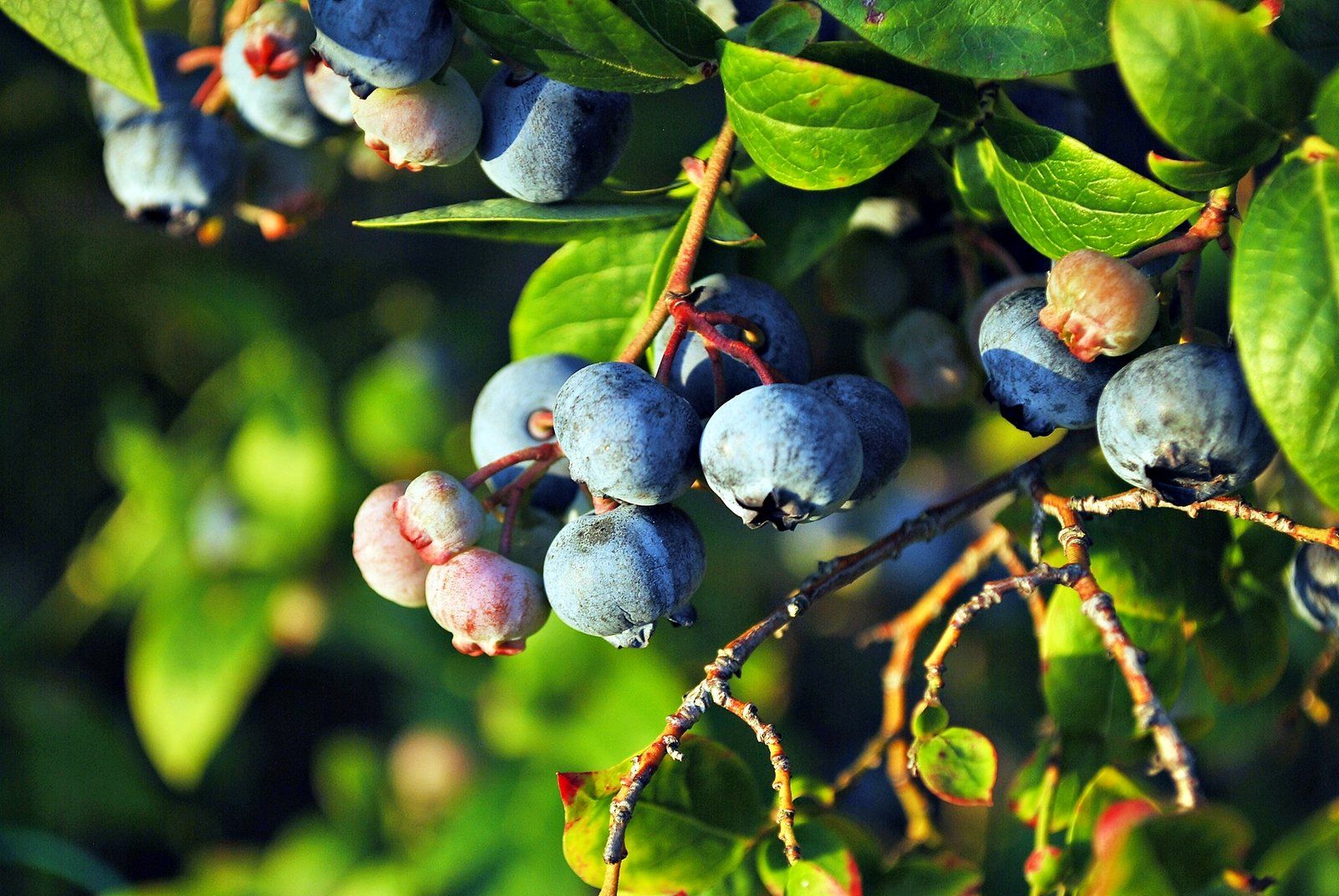 Welcome to Blue River Legacy Farms - Elizabethtown, NC