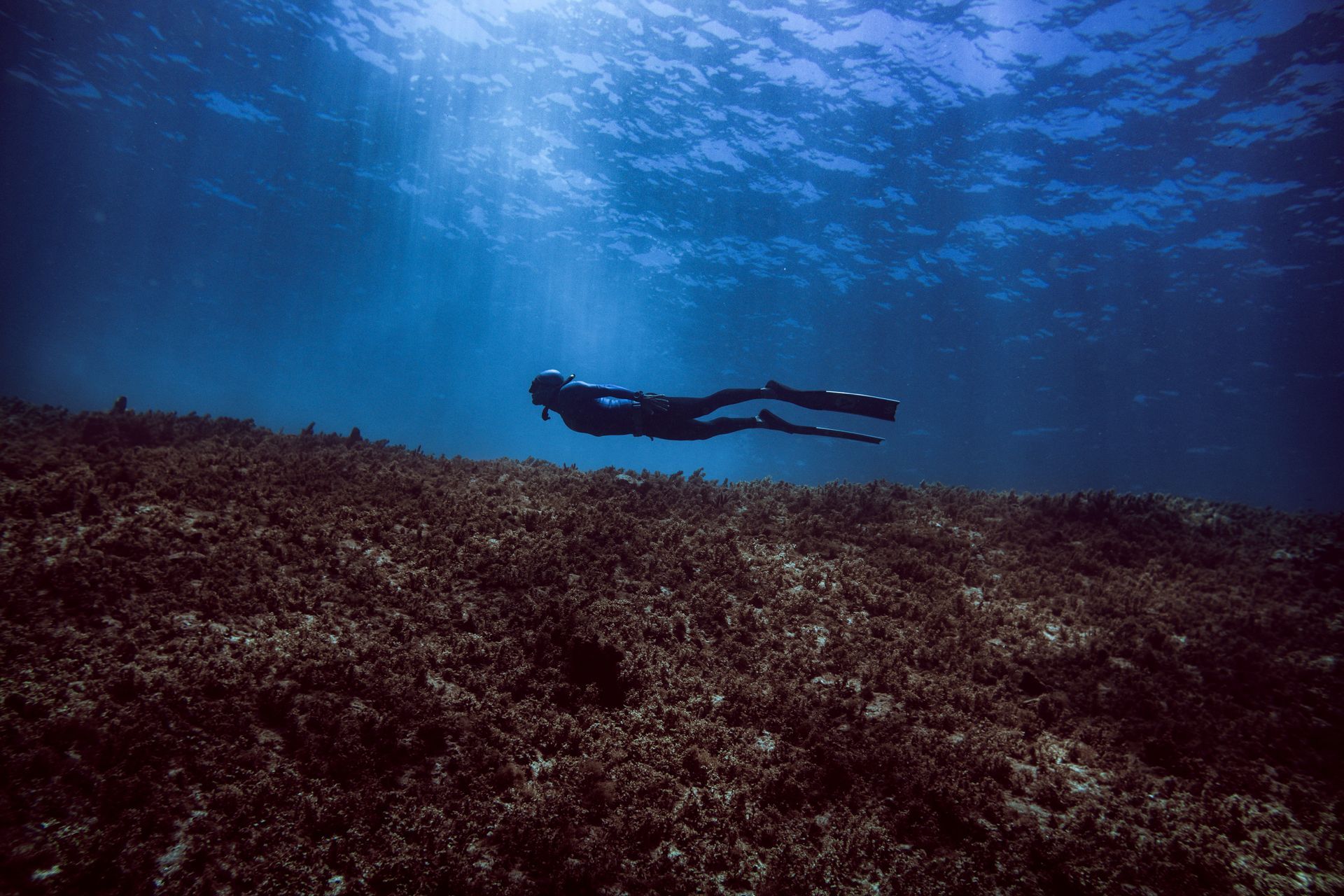 Freediving on Bonaire: Exploring the depths and beauty