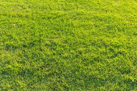 Snowhill Turf Farm - Fayetteville, NC - Home