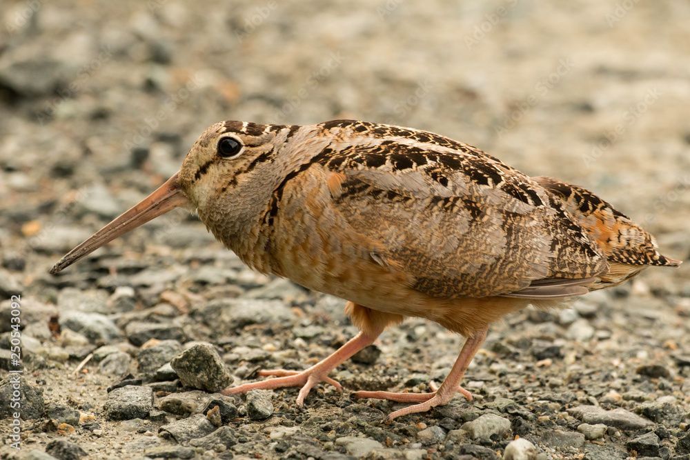 360 degree vision, how is that possible??