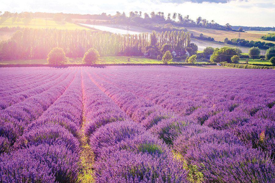 A Celebration of British Farmers and their Food