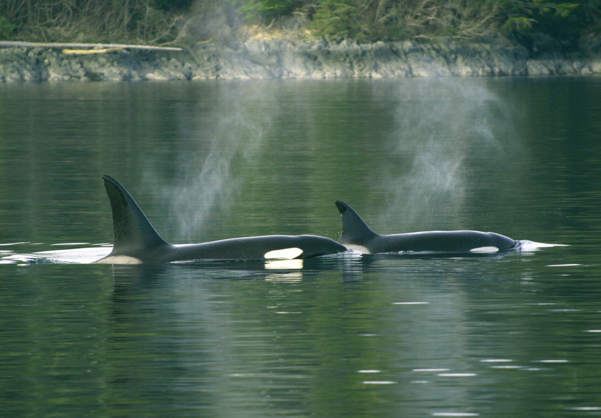 Explore Sitka Sound Cruise Terminal | Sitka Dock