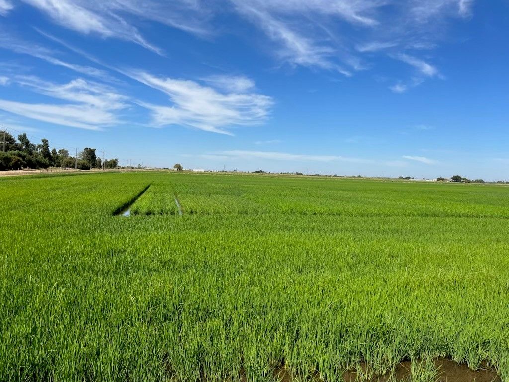 Contact Us | Rice Breeding Australia