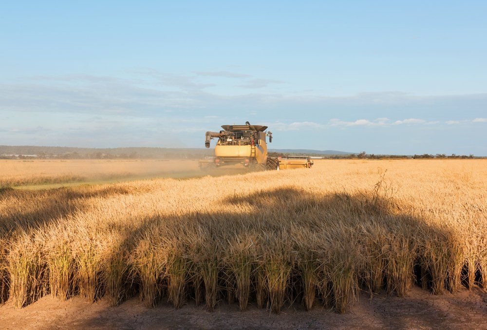 Rice Breeding Australia | Rice Production in Leeton