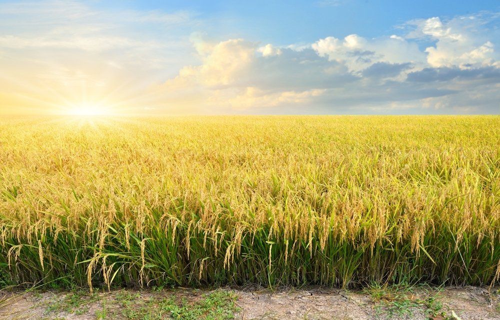 Contact Us | Rice Breeding Australia