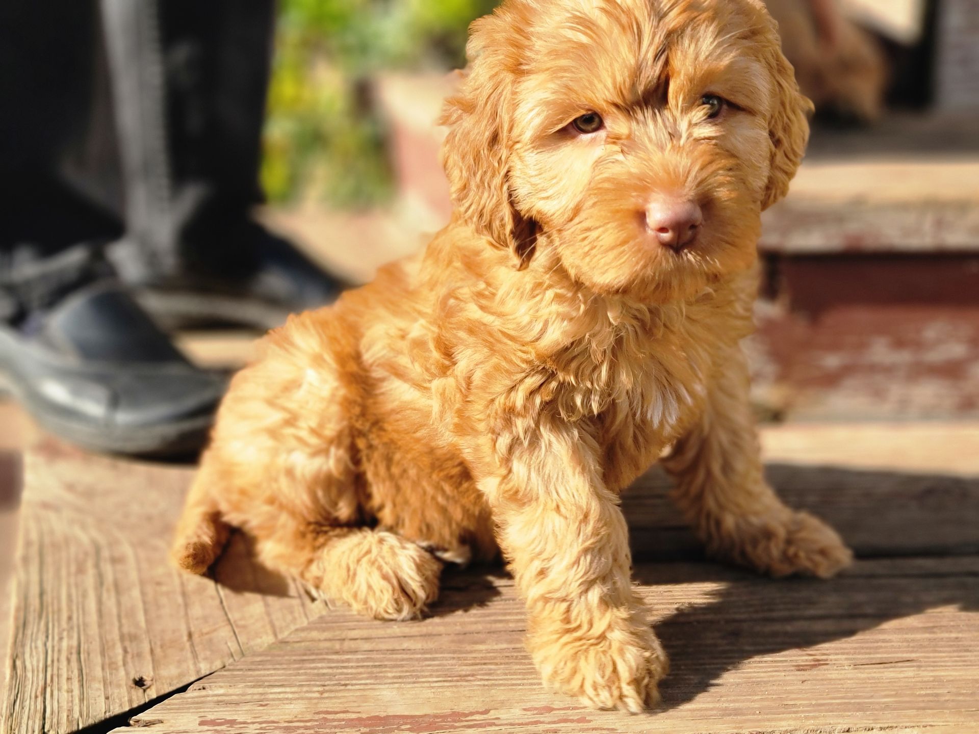 What Makes the Wirehaired Vizsla Different from a Smooth‑Coated Vizsla?