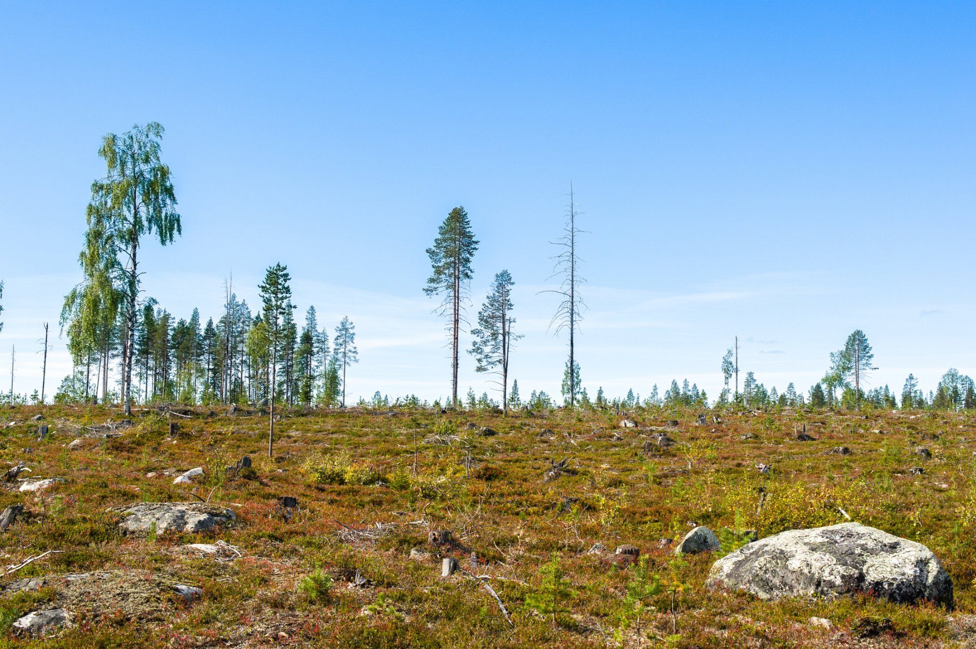 Choosing Between Fast-Growing Versus Slow-Growing Trees