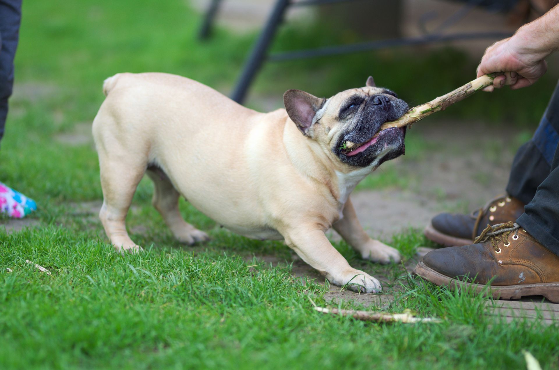 Steps After Dog Bite: Legal Advice | Ahlander Injury Law