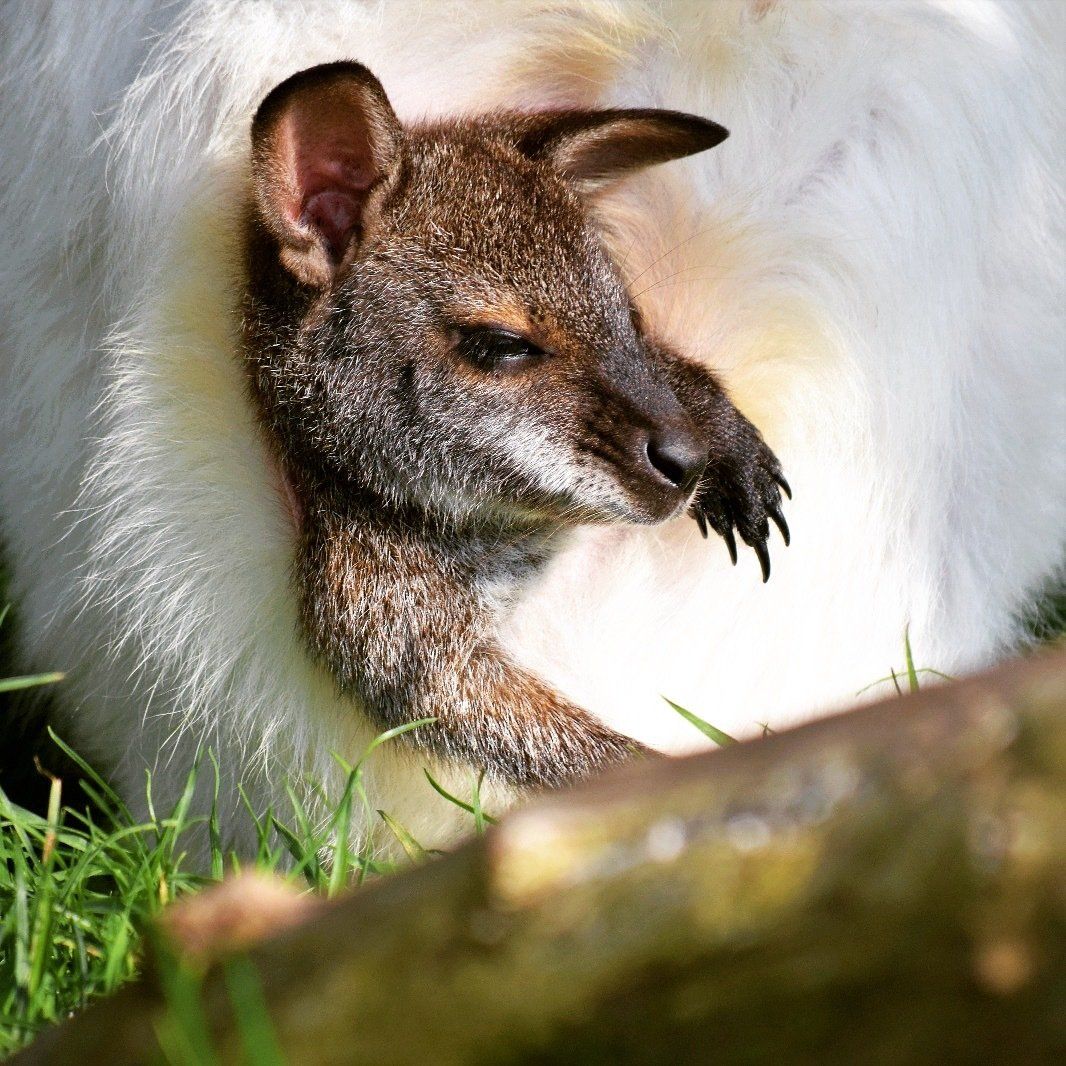 Norfolk & Suffolk Tourist Attractions - Norwich, Norfolk - Animals ...
