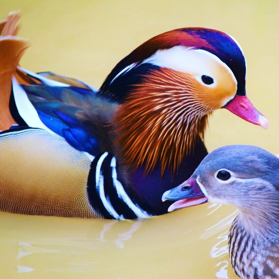 Norfolk & Suffolk Tourist Attractions - Norwich, Norfolk - Animals ...