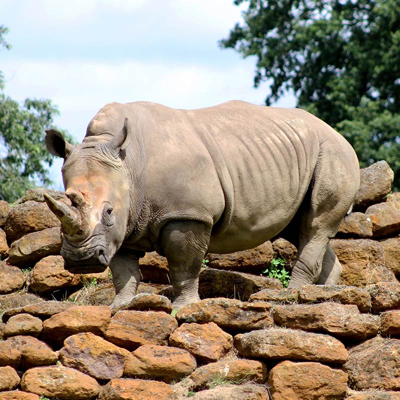 Norfolk & Suffolk Tourist Attractions - Norwich, Norfolk - Animals ...