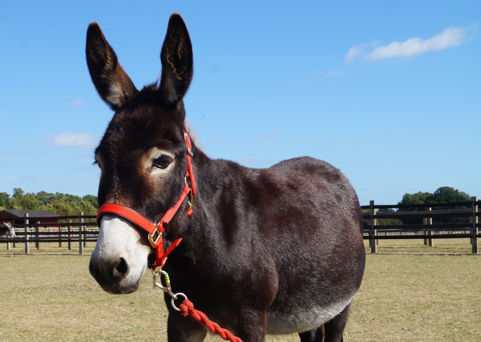 Norfolk & Suffolk Tourist Attractions - Norwich, Norfolk - Animals ...