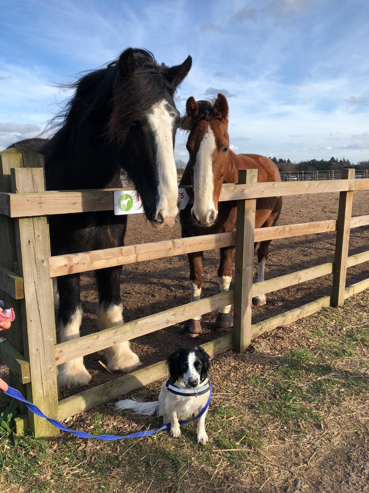 Norfolk & Suffolk Tourist Attractions - Norwich, Norfolk - Animals ...