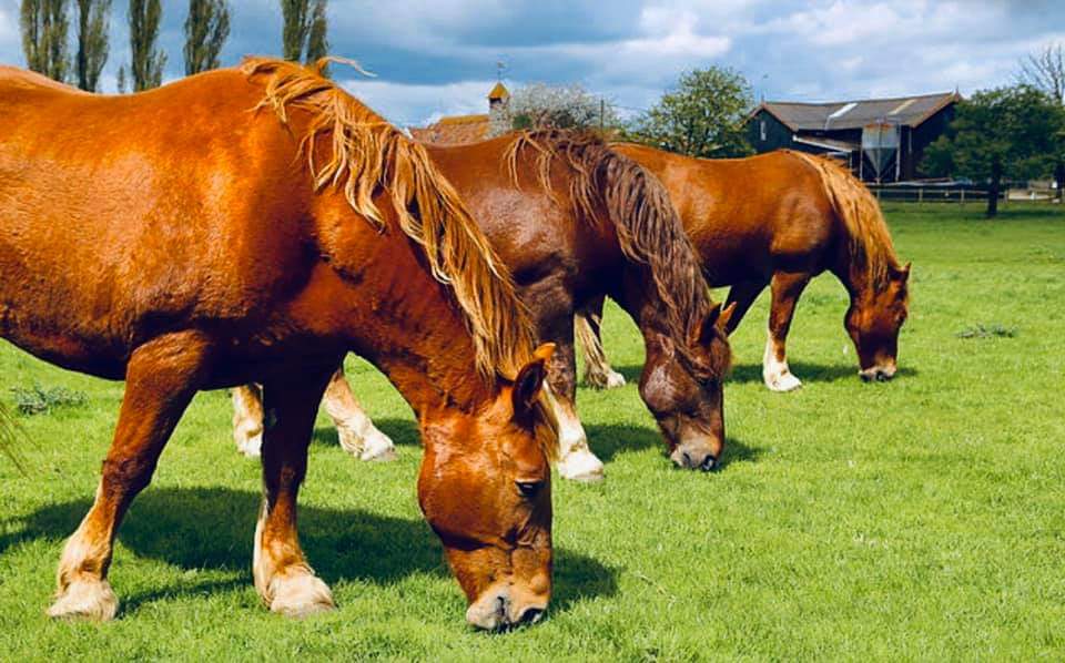 Norfolk & Suffolk Tourist Attractions - Norwich, Norfolk - Animals ...