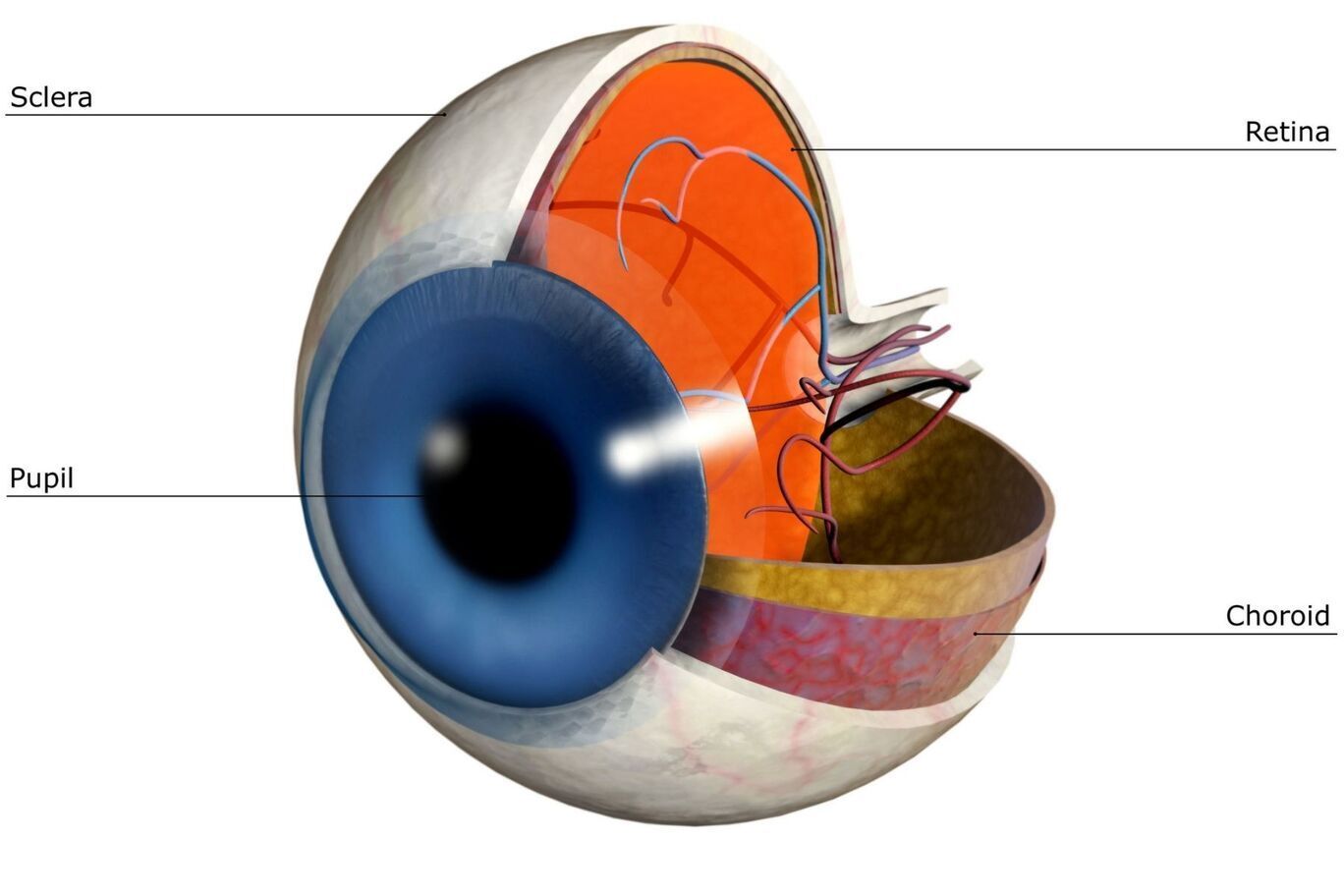 How Long Does It Take Eye To Heal After Laser Surgery For Retinal Tear How Long Does It Take Eye To Heal After Laser Surgery For Retinal Tear